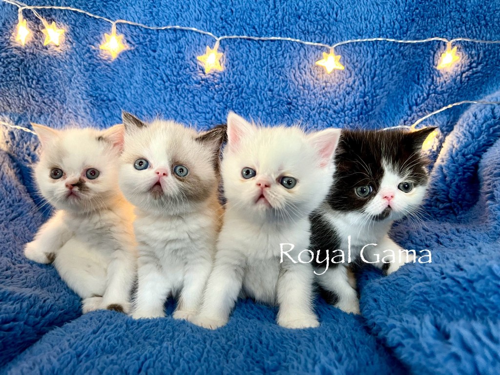 Available Kittens – Royal Gama Persian, Himalayan, And Exotic Kittens