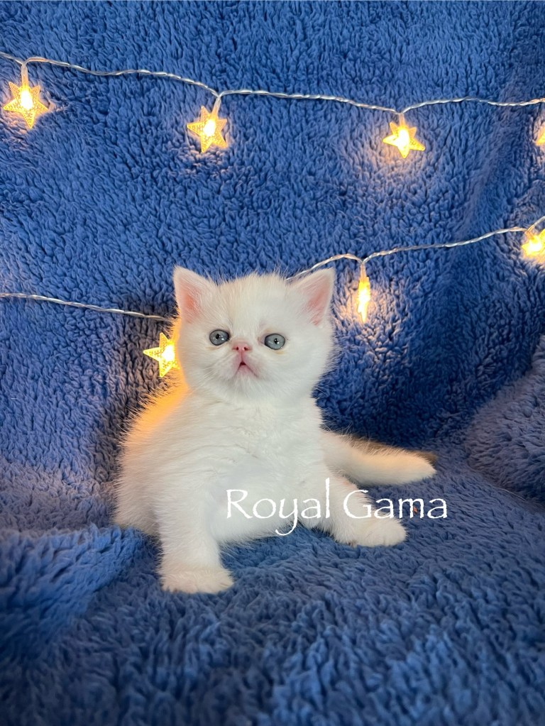 Available Kittens – Royal Gama Persian, Himalayan, And Exotic Kittens