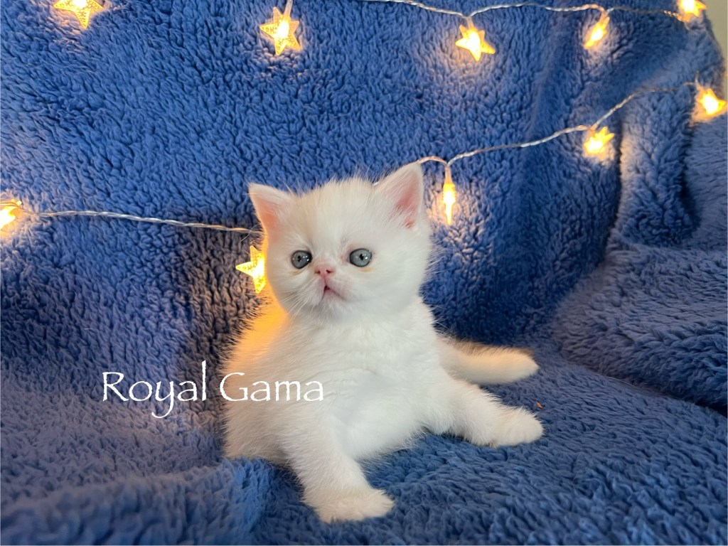 Available Kittens – Royal Gama Persian, Himalayan, And Exotic Kittens