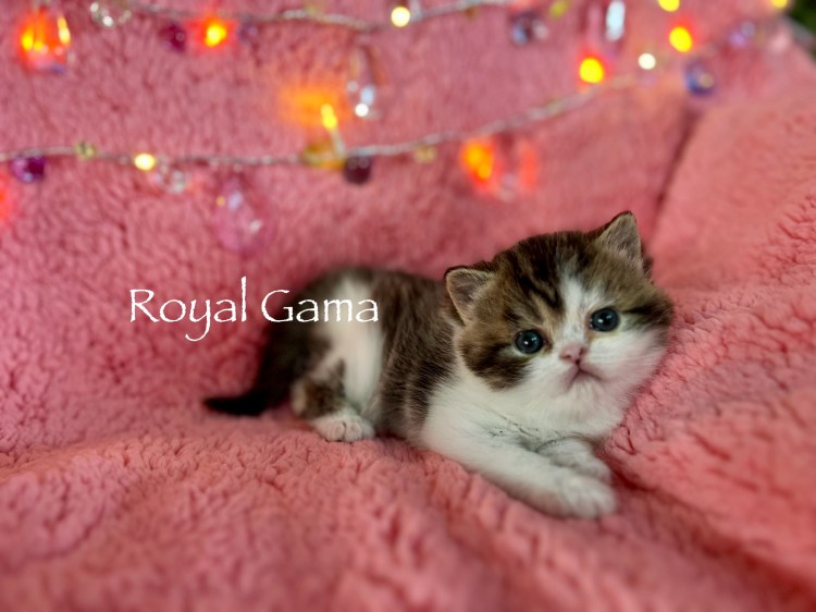Available Kittens – Royal Gama Persian, Himalayan, And Exotic Kittens