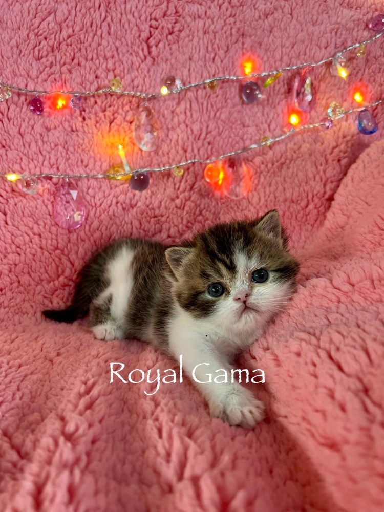 Available Kittens – Royal Gama Persian, Himalayan, And Exotic Kittens