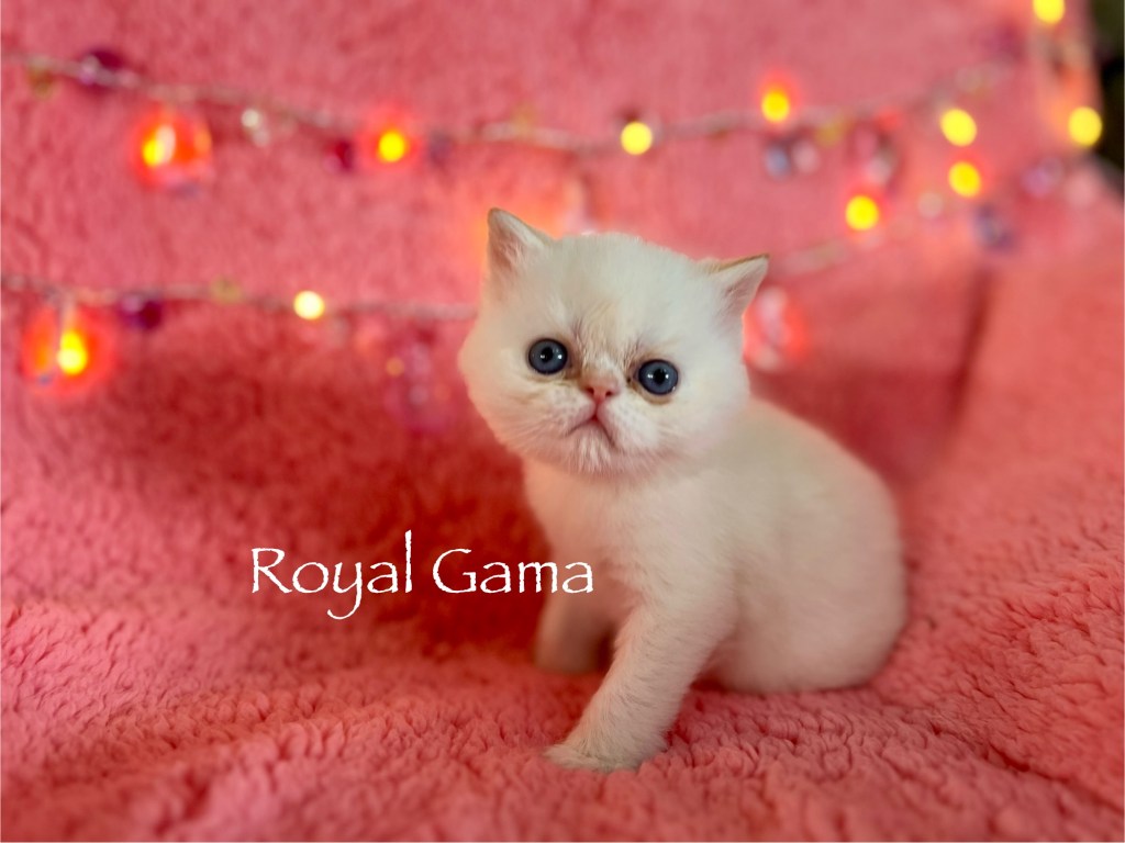 Available Kittens – Royal Gama Persian, Himalayan, And Exotic Kittens